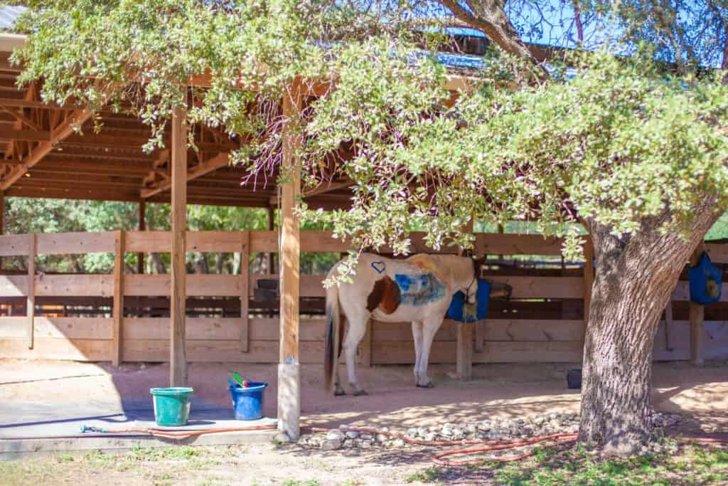 Miraval Austin Review: Texas Wellness Resort Guide - My Curly Adventures