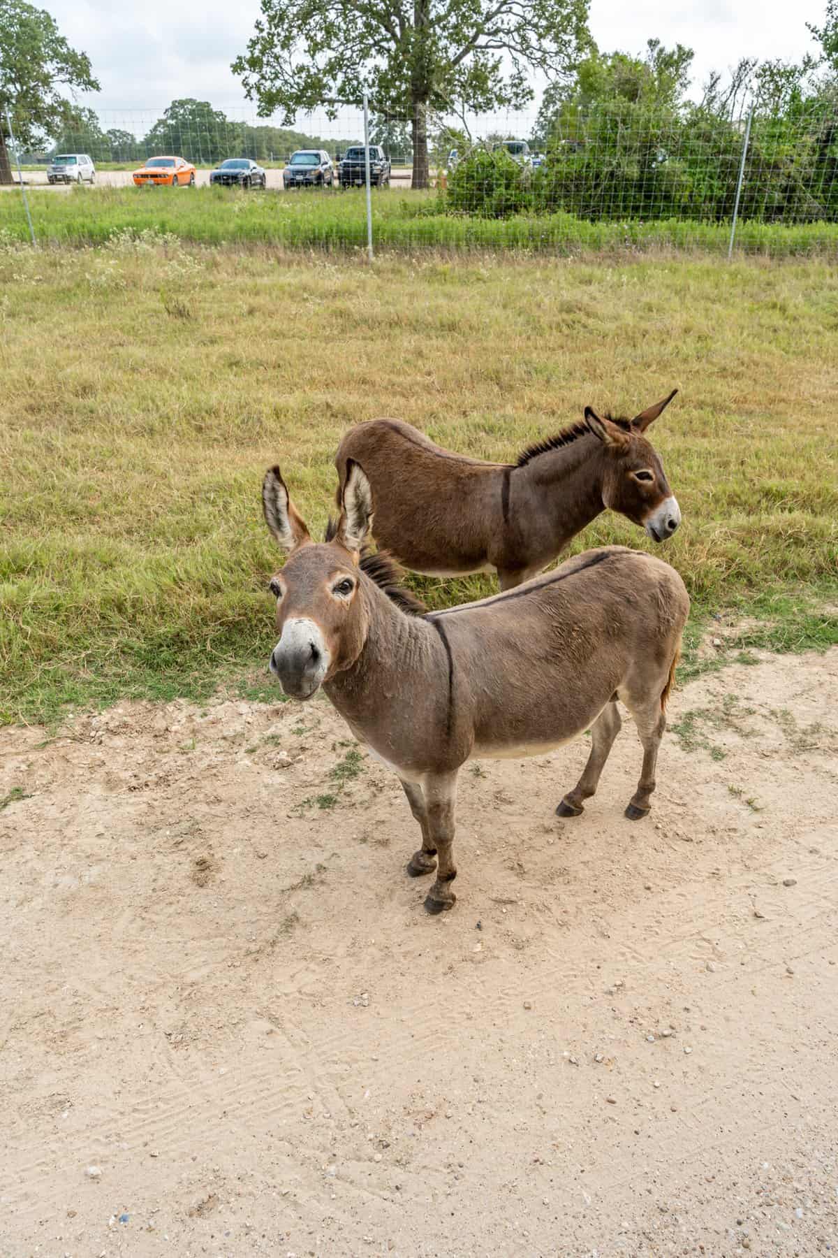 16+ Things to Do in Bryan TX - My Curly Adventures