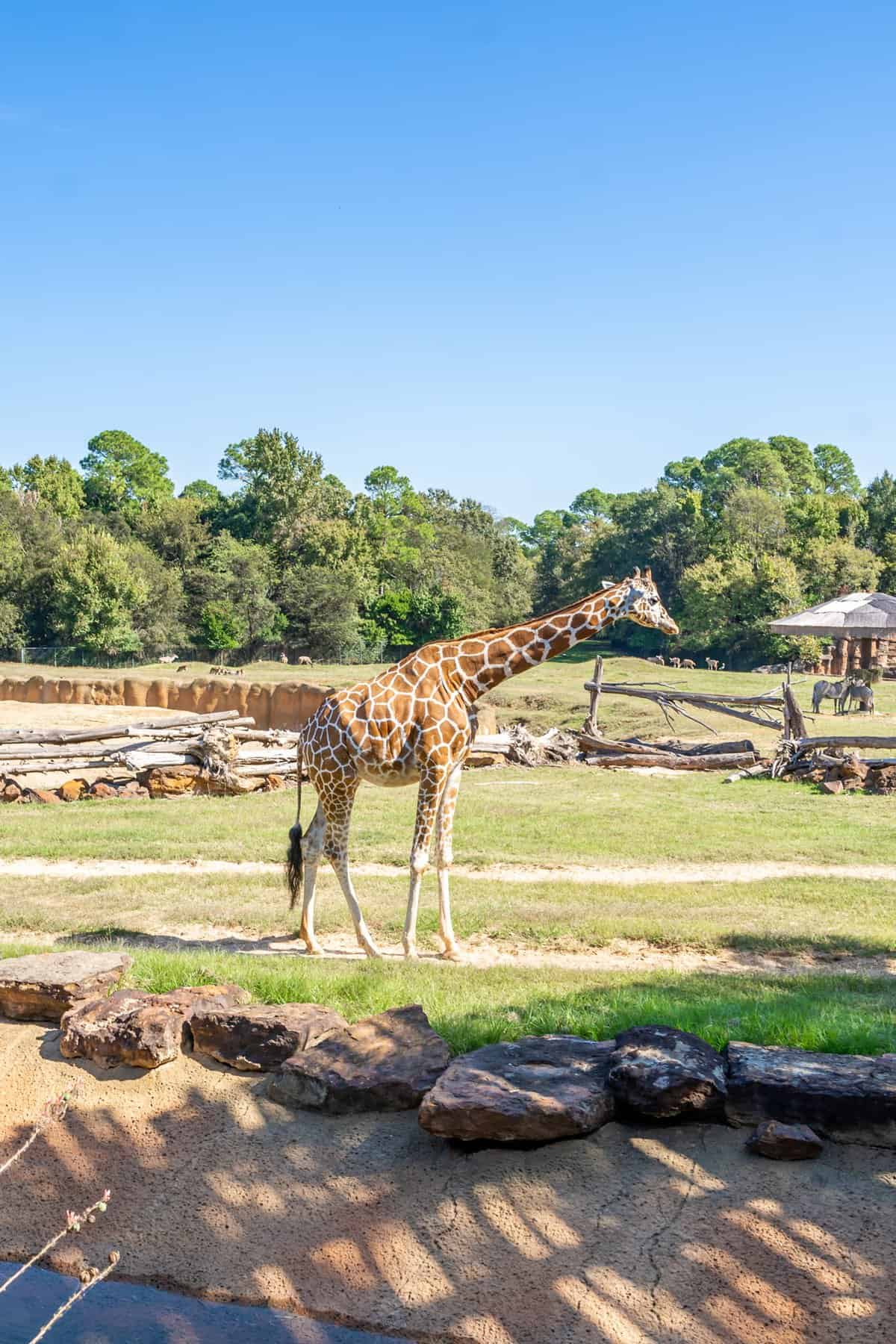 30+ Things to Do in Tyler TX - My Curly Adventures