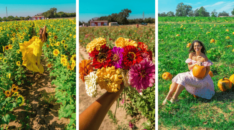 A Bucket List of the Best Dallas Things To Do This Fall - My Curly ...