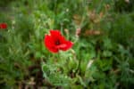 Texas Events Guide for April 2024 - My Curly Adventures