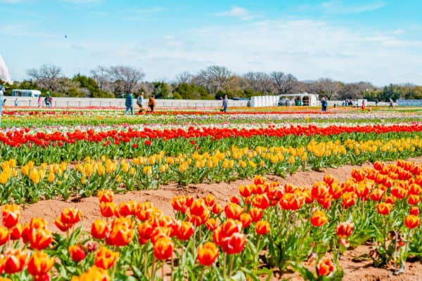 Visit the Best Flower Picking Farms in Texas | My Curly Adventures