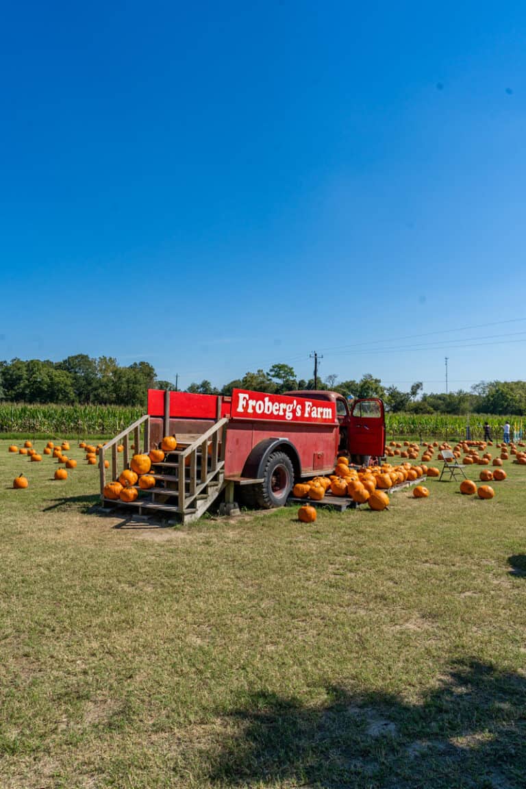 Berry Picking Farms in Texas - My Curly Adventures