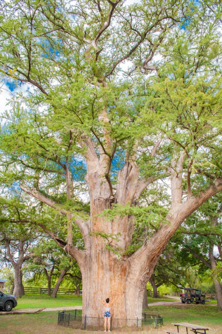 Best Swimming Holes on the Frio River in Concan TX - My Curly Adventures