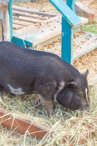 Where to Stay in Concan TX: The Inn Between - My Curly Adventures