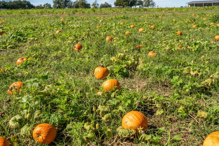 The Best 2025 Fall Festivals & Pumpkin Patches in Texas - My Curly ...
