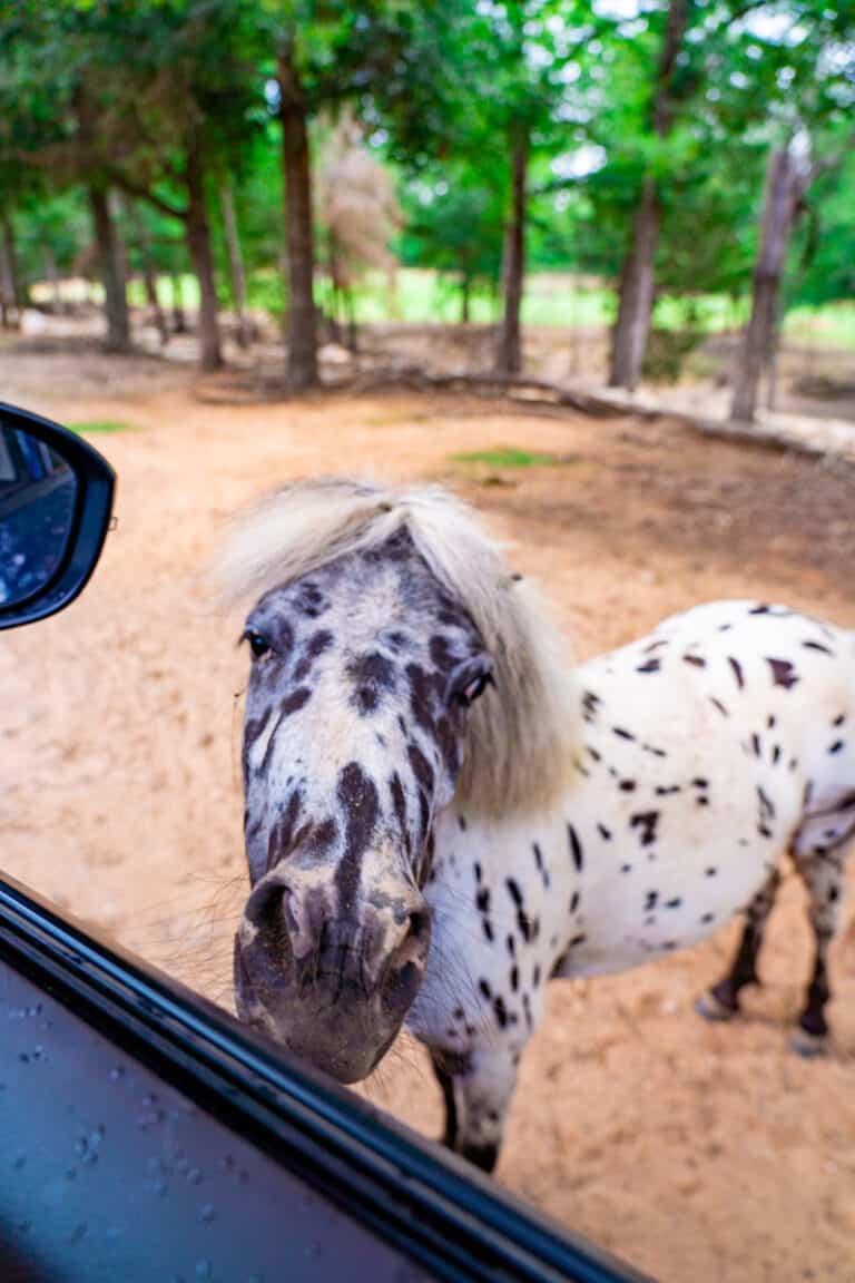 20+ Best Things to Do in Calvert TX - My Curly Adventures