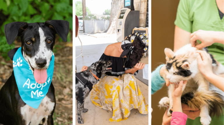 Dallas Animal Shelter Volunteer - My Curly Adventures