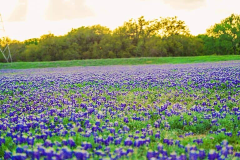 Best Spots to see Bluebonnets in Texas - My Curly Adventures