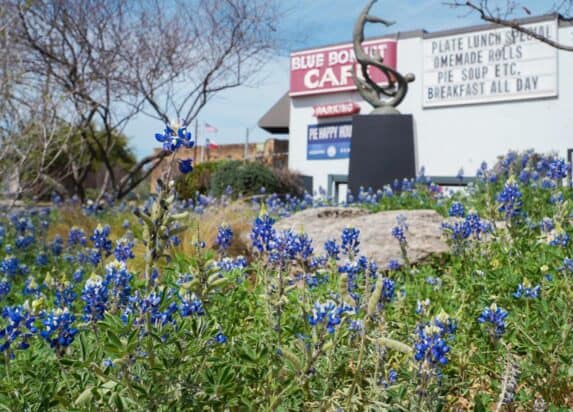 Best Spots to see Bluebonnets in Texas - My Curly Adventures