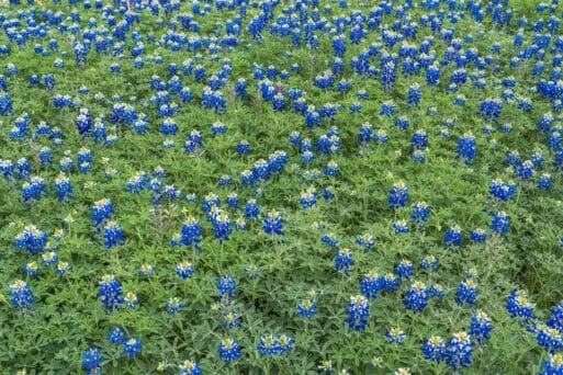 Ultimate Things To Do in Austin for Spring Break - My Curly Adventures