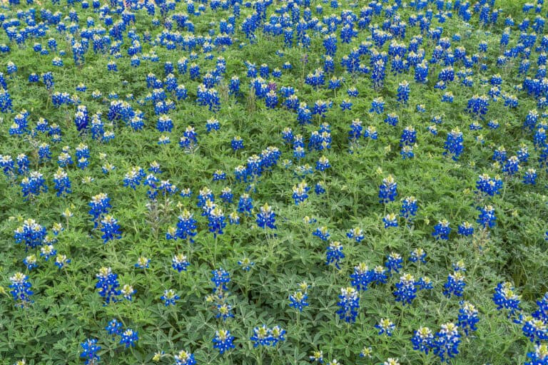 Ultimate Things To Do in Austin for Spring Break - My Curly Adventures