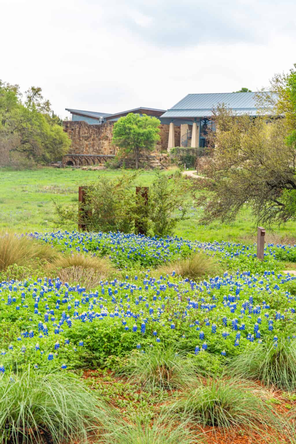 Ultimate Things To Do in Austin for Spring Break - My Curly Adventures