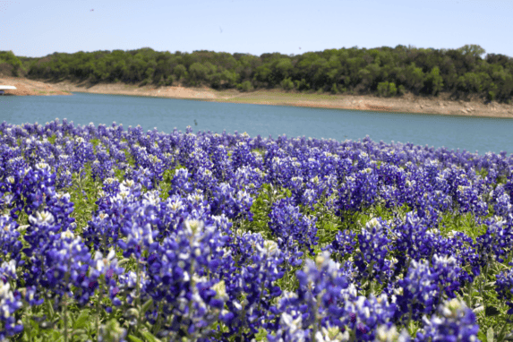 Best Spots to see Bluebonnets in Texas - My Curly Adventures