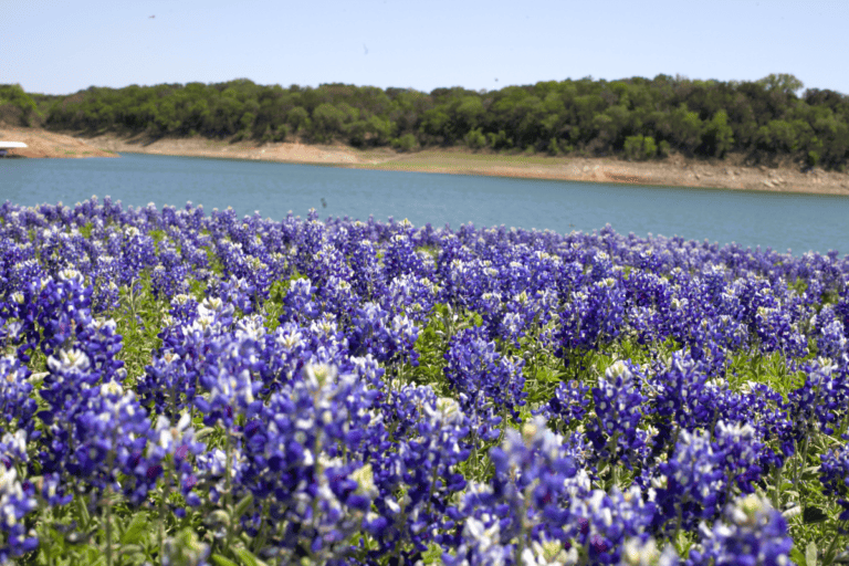 Best Spots to see Bluebonnets in Texas - My Curly Adventures