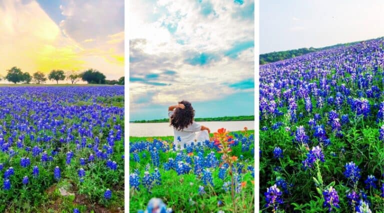 Best Spots to see Bluebonnets in Texas - My Curly Adventures