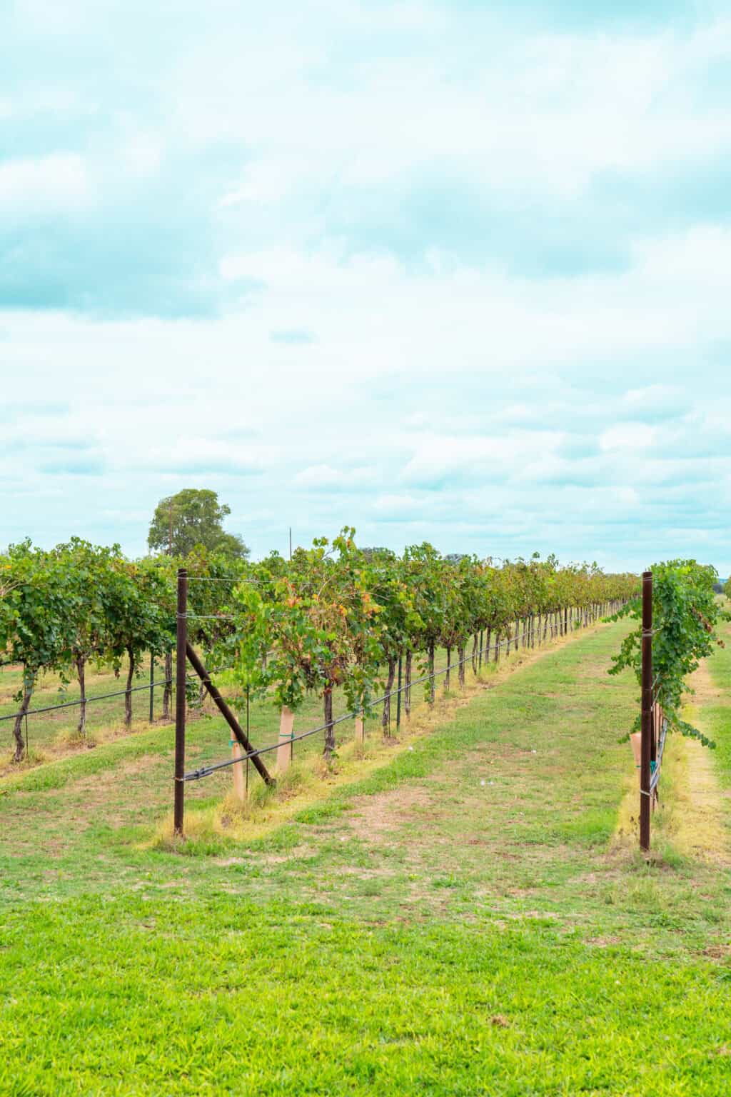 Top 10+ Prettiest Wineries in Fredericksburg - My Curly Adventures