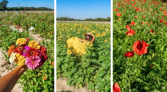 Visit the Best Flower Picking Farms in Texas | My Curly Adventures