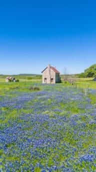 Best Spots to see Bluebonnets in Texas - My Curly Adventures