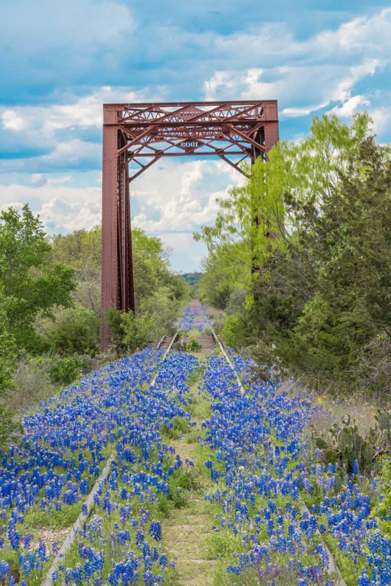 Best Spots to see Bluebonnets in Texas - My Curly Adventures