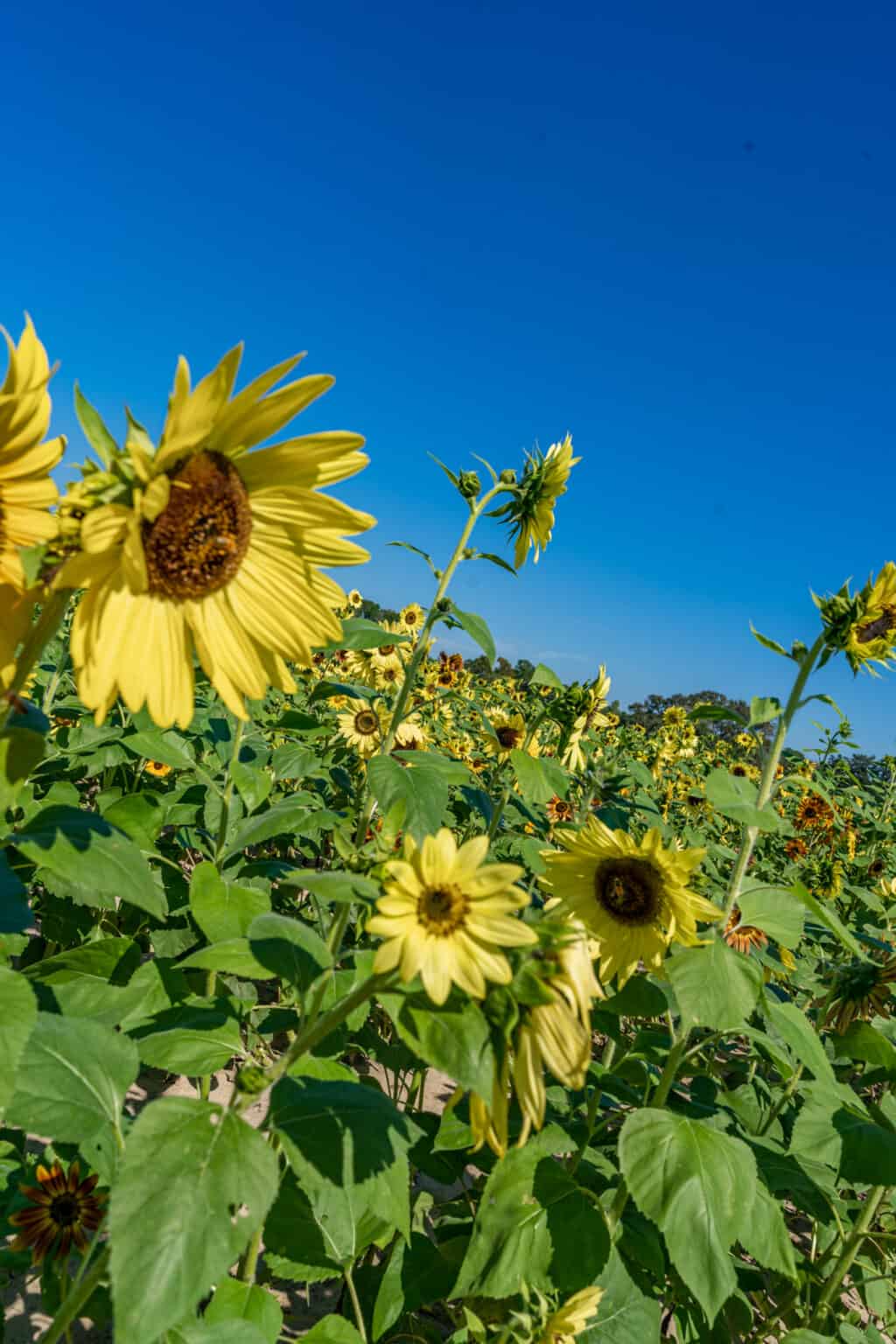 Visit the Best Flower Picking Farms in Texas | My Curly Adventures