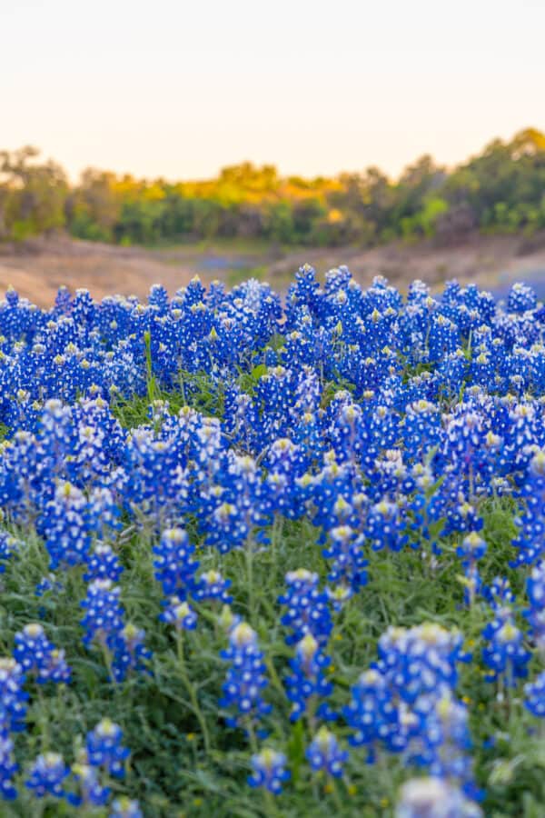 Best Spots to see Bluebonnets in Texas - My Curly Adventures