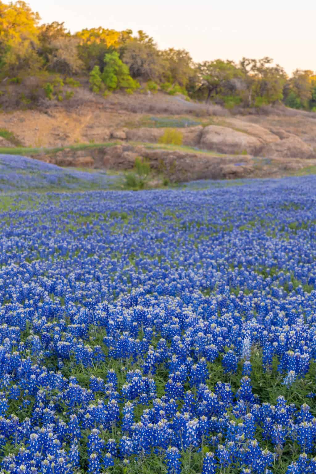 Best Spots to see Bluebonnets in Texas - My Curly Adventures