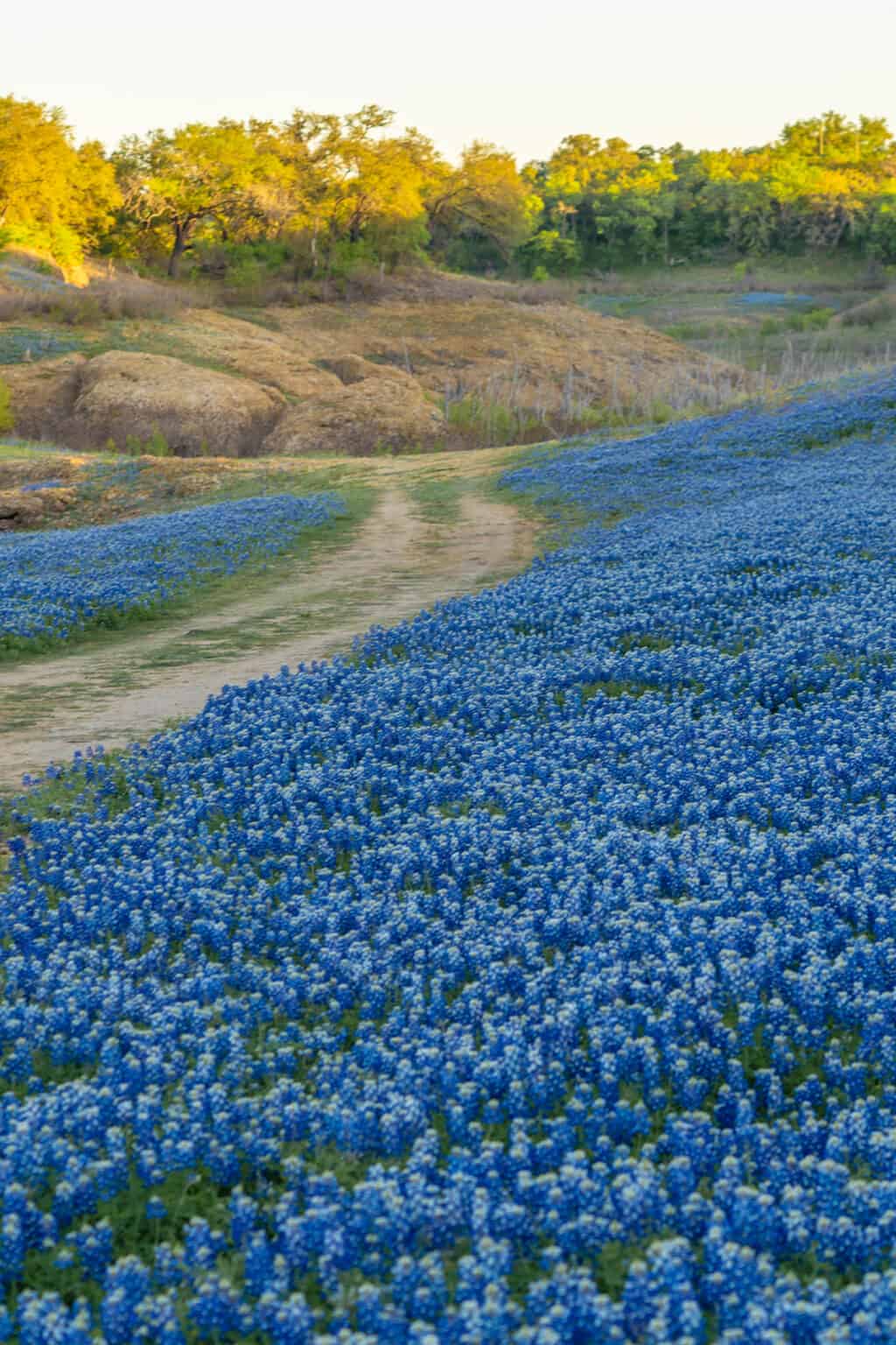Best Spots to see Bluebonnets in Texas - My Curly Adventures