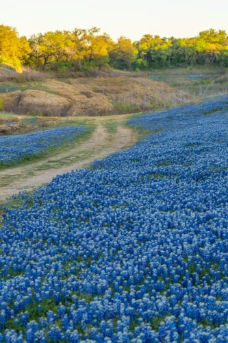 Best Spots to see Bluebonnets in Texas - My Curly Adventures