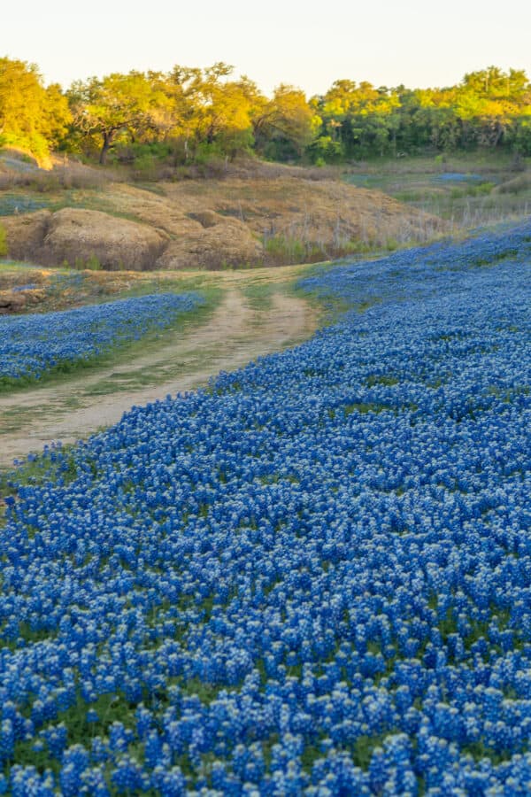 Best Spots to see Bluebonnets in Texas - My Curly Adventures