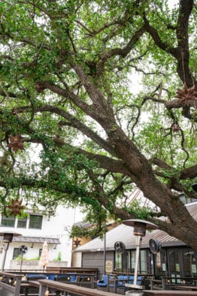 The Best Restaurants and Food to Eat in Buda TX - My Curly Adventures