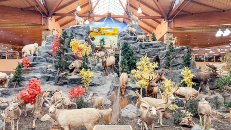Top 12+ Unique Attractions in Buda Texas - My Curly Adventures