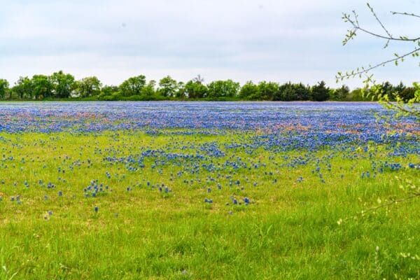Best Lakes and Parks Around Austin for Camping and More - My Curly ...