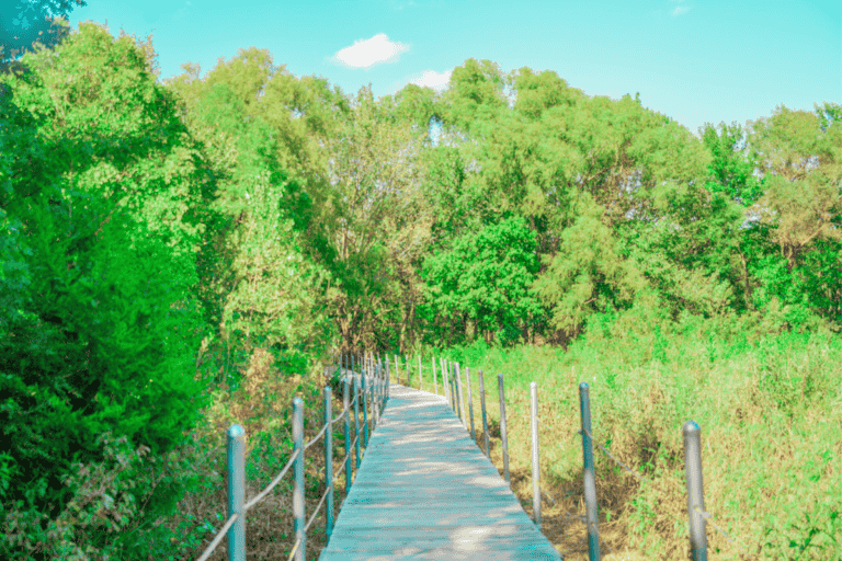 15+ Must-Experience Fall Things to Do in Austin - My Curly Adventures