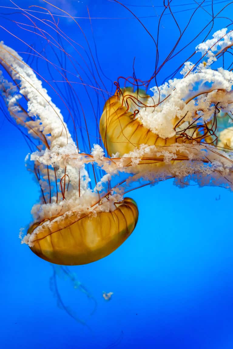 Best Activities in Galveston, Texas for Spring Break - My Curly Adventures
