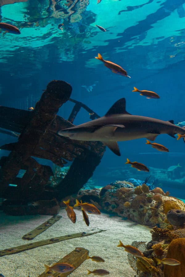 Family-Friendly Things to Do During Spring Break in Texas - My Curly ...