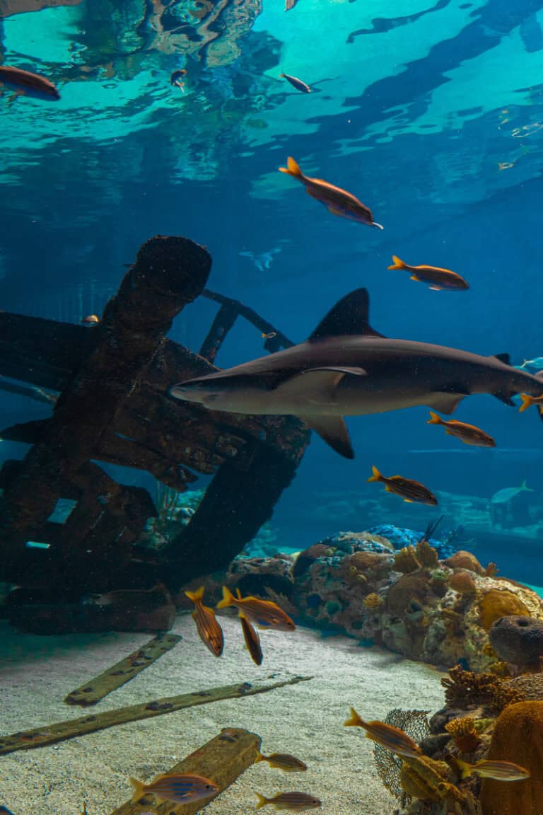 Family-Friendly Things to Do During Spring Break in Texas - My Curly ...