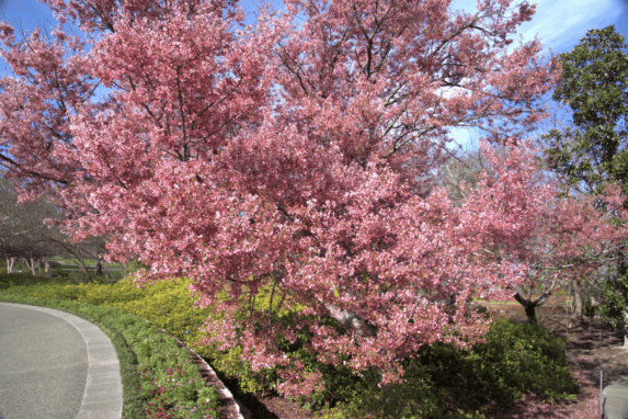 Fun Spring Break Destinations for Families in Dallas - My Curly Adventures