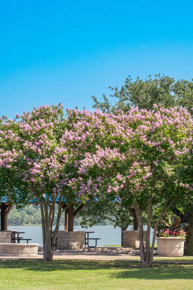 Lake Halbert Park Guide: Top Things to See and Do - My Curly Adventures